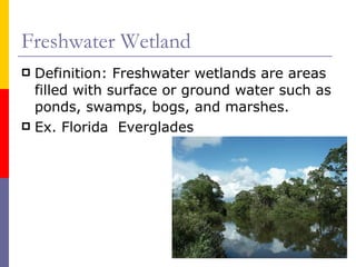Freshwater Wetlands | PPT