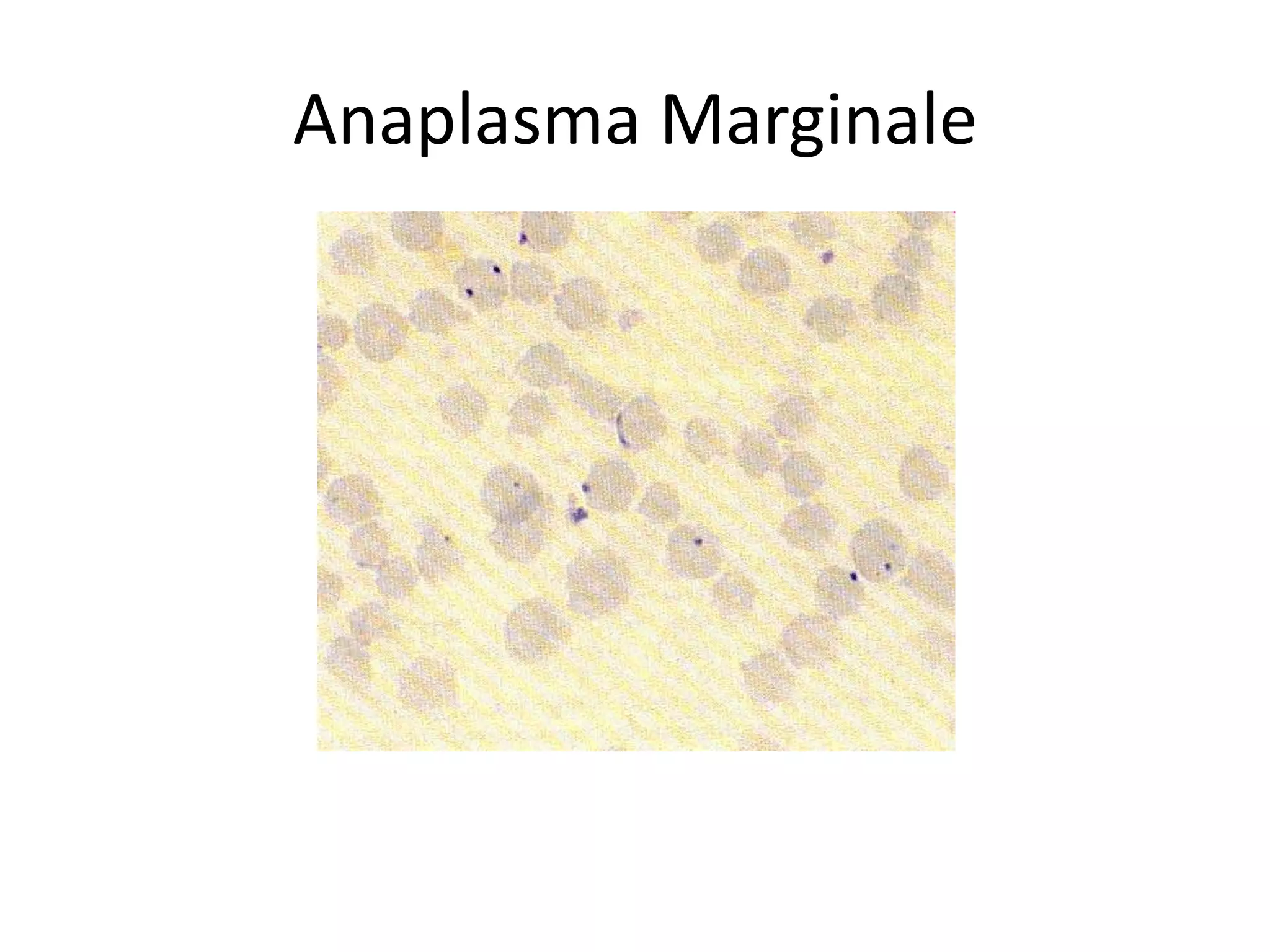 Final powerpoint parasites | PPTX