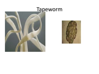 Final powerpoint parasites | PPTX