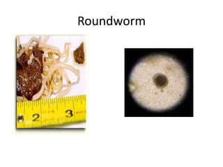 Final powerpoint parasites | PPTX