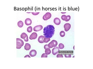 Final powerpoint parasites | PPTX