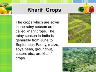 food production distribution & storage in india | PPTX