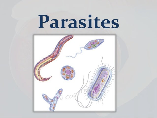 Food borne animal parasites, vi