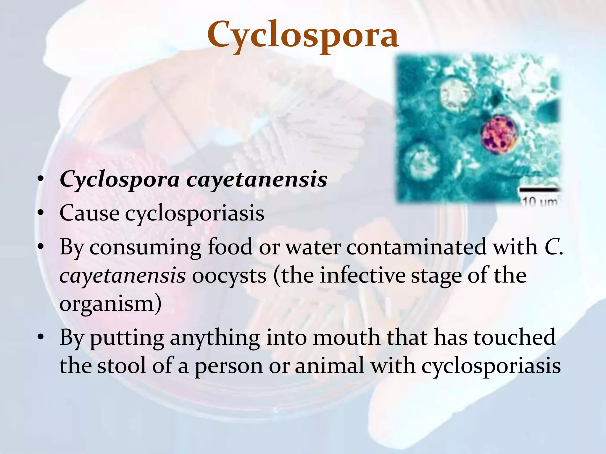Food Borne animal parasites, viruses and food borne biohazards | PPTX