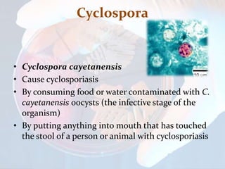 Food Borne animal parasites, viruses and food borne biohazards | PPTX
