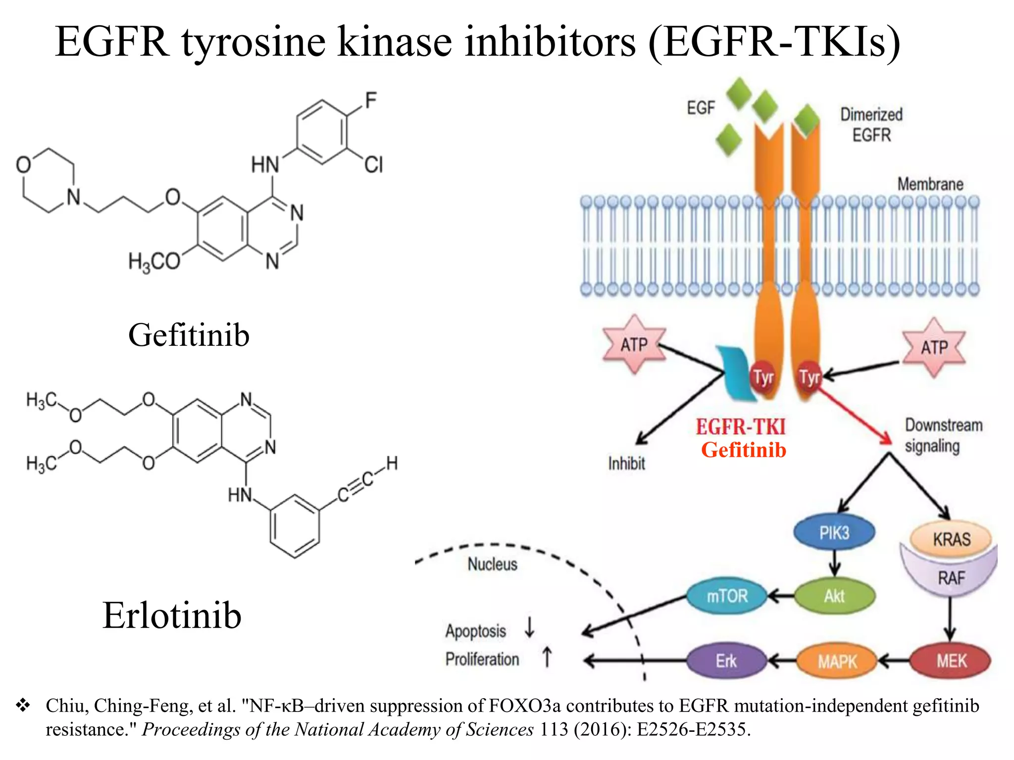 Role of EGFR in lung cancer:Resistance and Treatment | PPTX