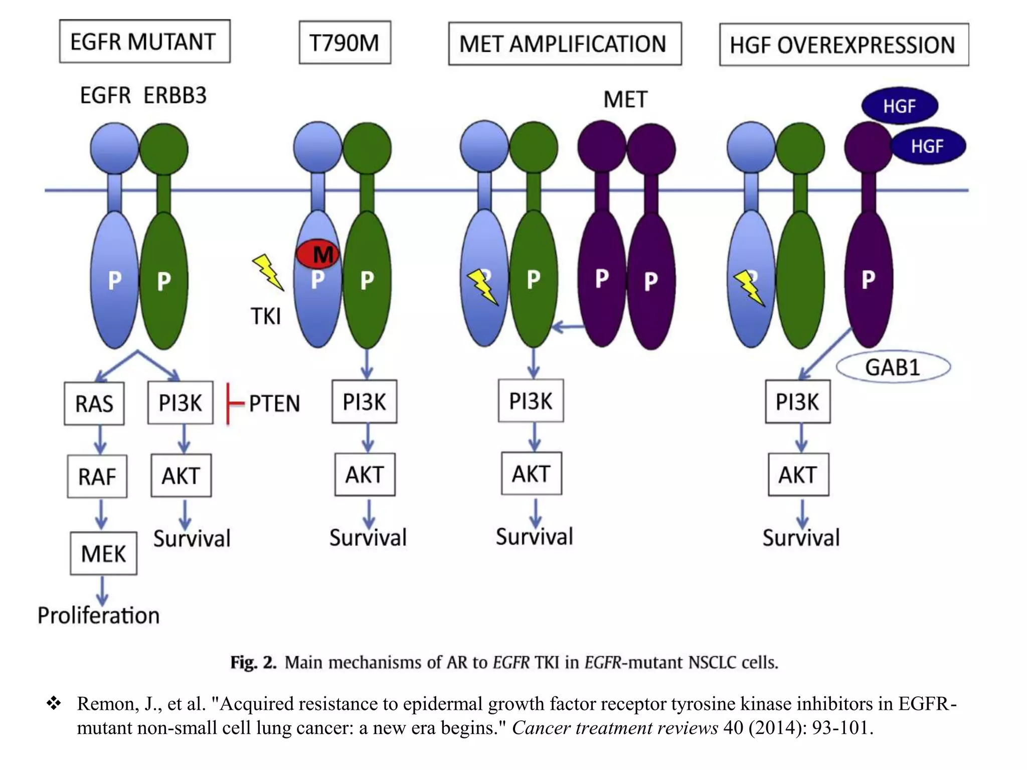 Role of EGFR in lung cancer:Resistance and Treatment | PPTX
