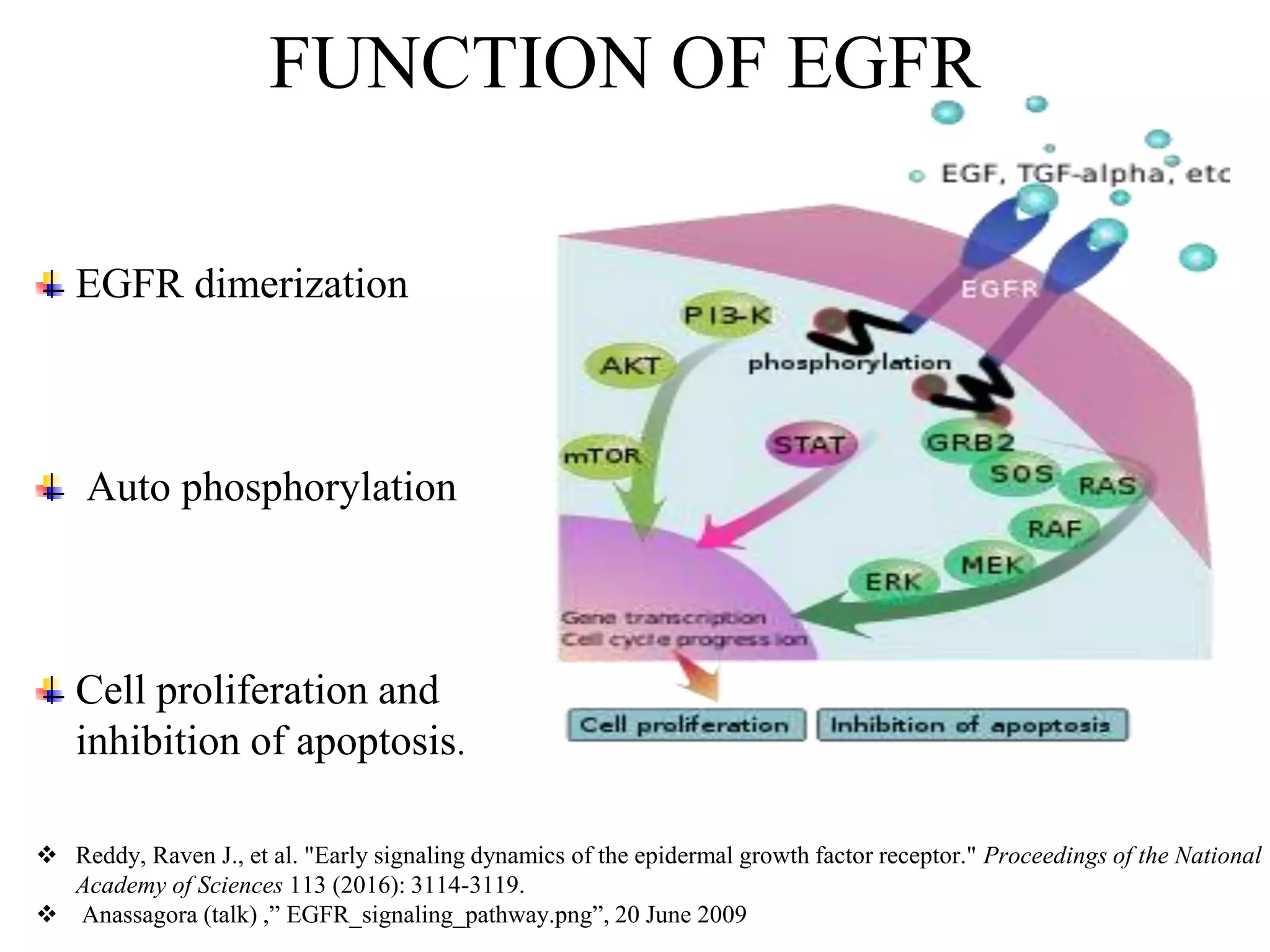 Role of EGFR in lung cancer:Resistance and Treatment | PPTX