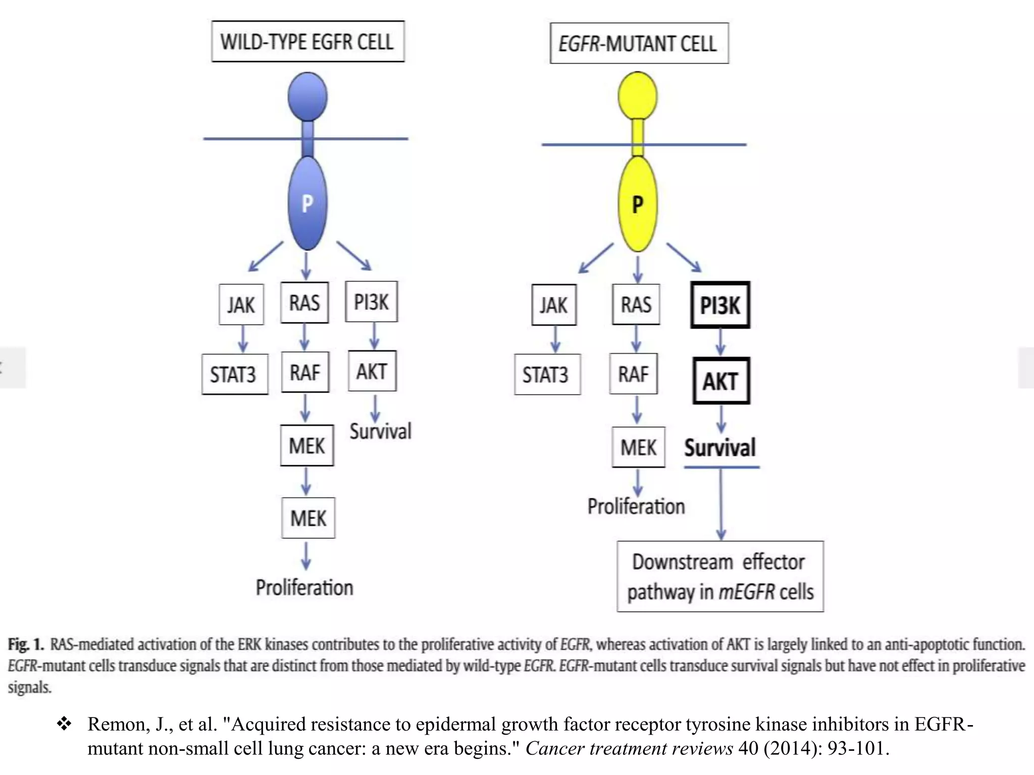 Role of EGFR in lung cancer:Resistance and Treatment | PPTX