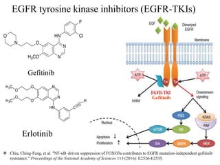 Role of EGFR in lung cancer:Resistance and Treatment | PPTX