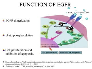 Role of EGFR in lung cancer:Resistance and Treatment | PPTX