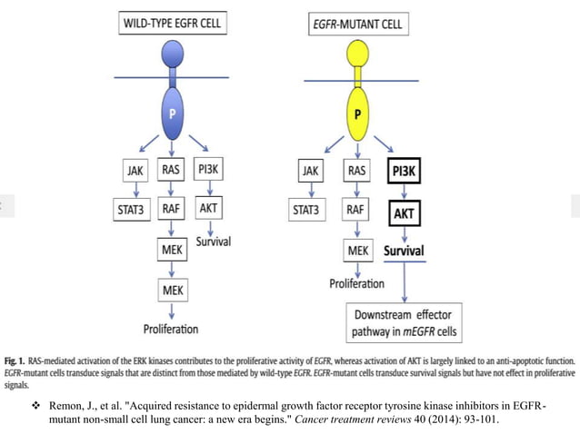 Role of EGFR in lung cancer:Resistance and Treatment | PPTX