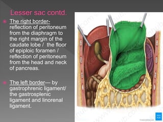 peritoneum | PPTX