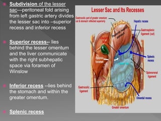 peritoneum | PPTX
