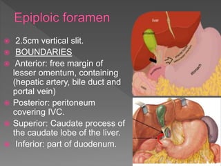 peritoneum | PPTX