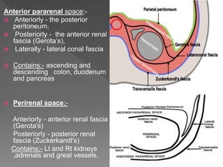 peritoneum | PPT