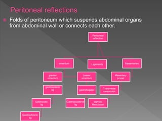 peritoneum | PPTX