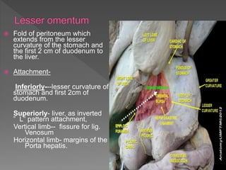 peritoneum | PPTX
