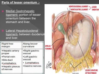 peritoneum | PPTX