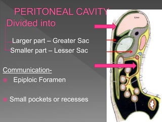 peritoneum | PPTX