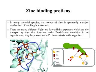 Mechanism of Zinc solubilization by Zinc Solubilizing bacterias | PPTX