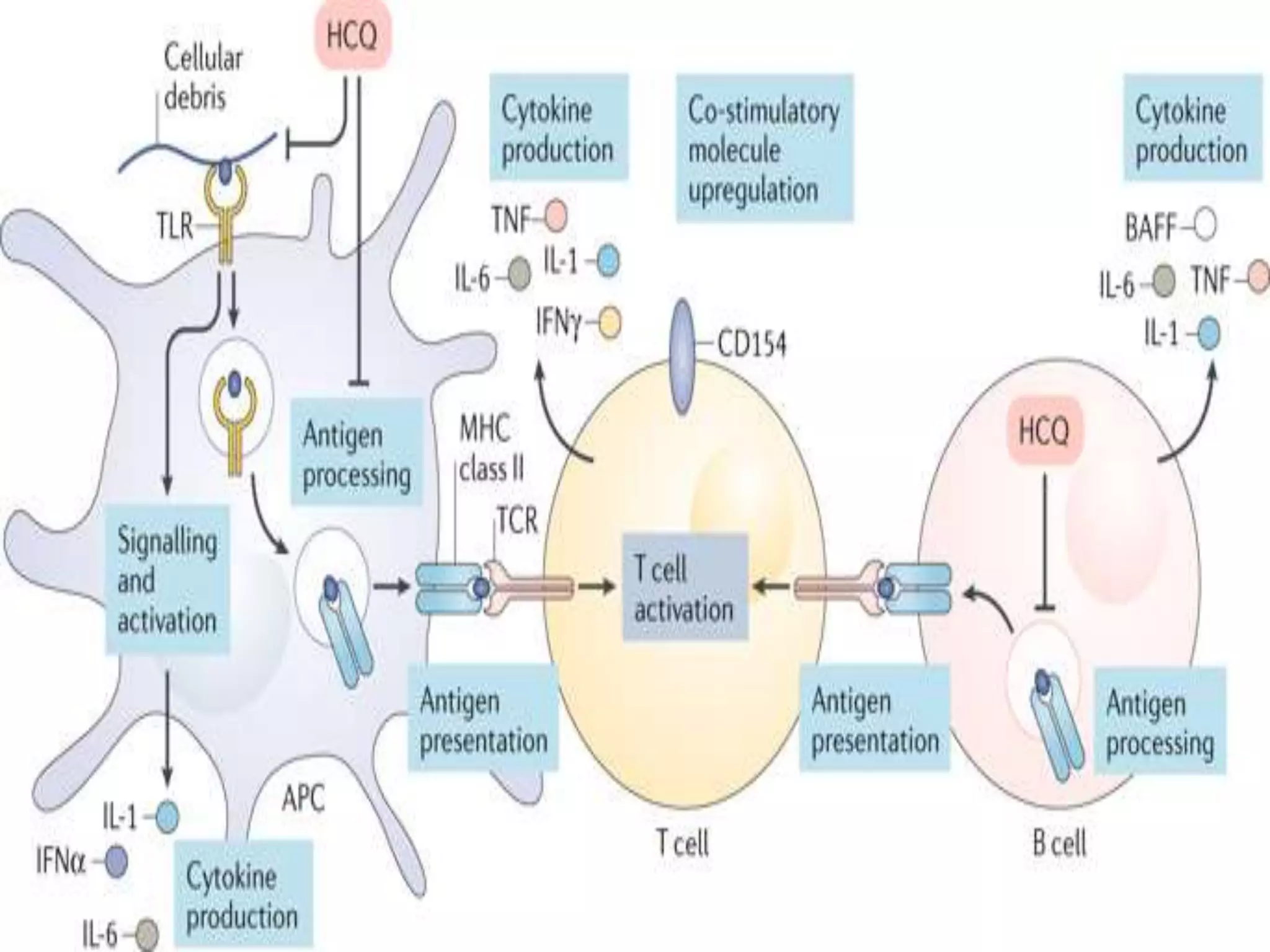 HYDROXYCHLOROQUINE MECHANISMS | PPTX