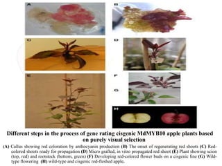 Biotechnological interventions for fruit crops improvement | PPTX