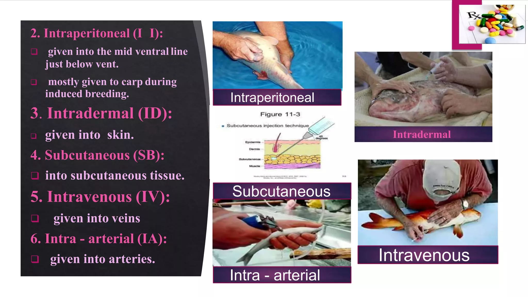 ROUTE OF ADMINISTRATION OF DRUGS AND METHOD OF APPLICATION TO FISH | PPTX