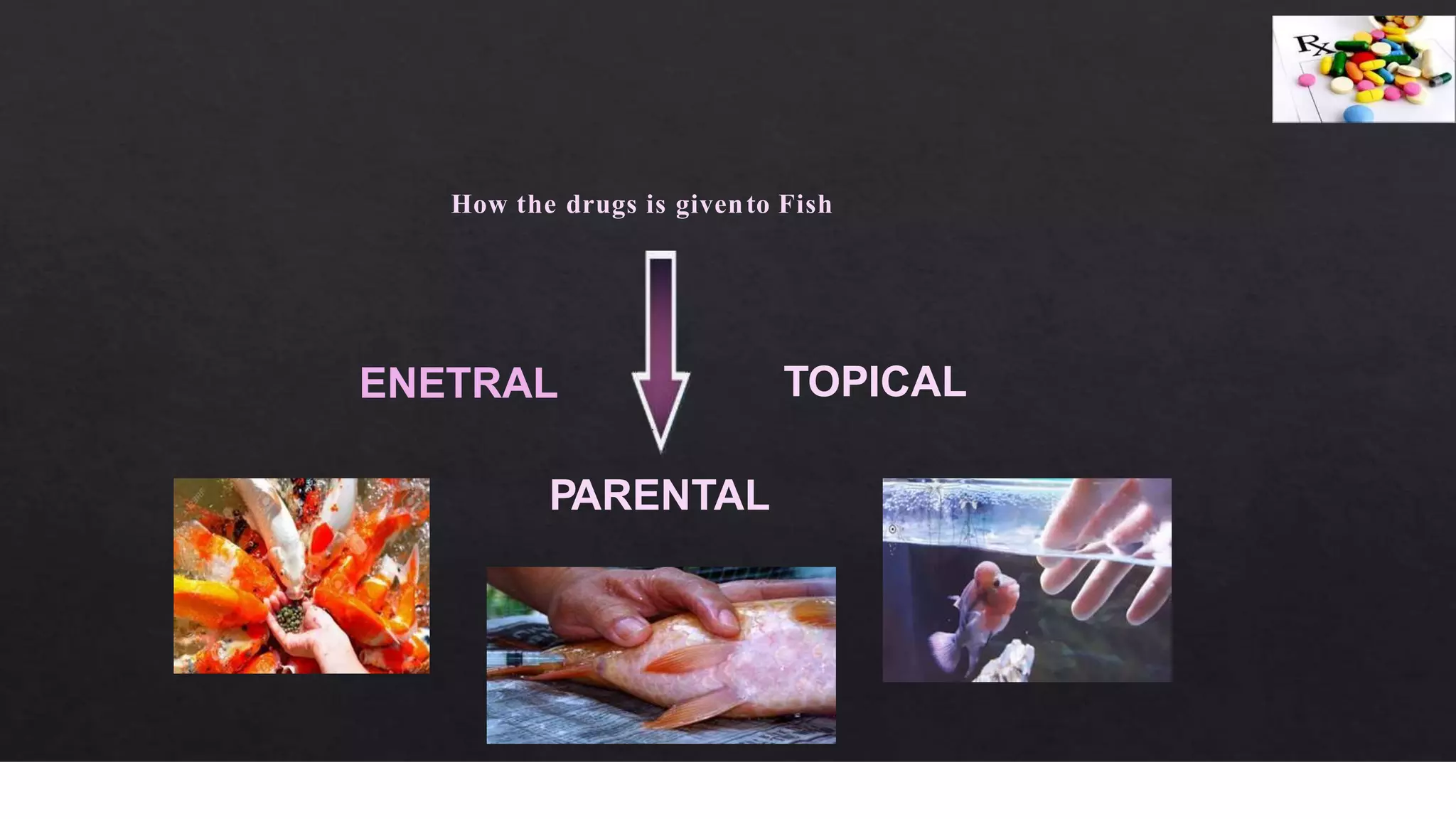 ROUTE OF ADMINISTRATION OF DRUGS AND METHOD OF APPLICATION TO FISH | PPTX