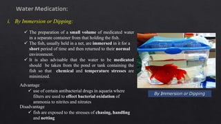 ROUTE OF ADMINISTRATION OF DRUGS AND METHOD OF APPLICATION TO FISH | PPTX