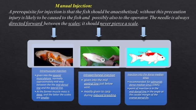 ROUTE OF ADMINISTRATION OF DRUGS AND METHOD OF APPLICATION TO FISH ...