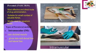 ROUTE OF ADMINISTRATION OF DRUGS AND METHOD OF APPLICATION TO FISH | PPTX