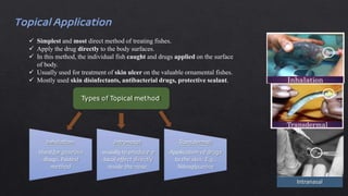 ROUTE OF ADMINISTRATION OF DRUGS AND METHOD OF APPLICATION TO FISH | PPTX
