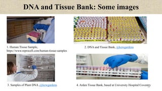 Conservation Biotechnology: DNA and Tissue Bank, DNA Barcoding , DNA fingerprint | PPT