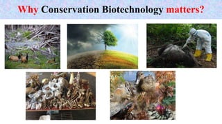 Conservation Biotechnology: DNA and Tissue Bank, DNA Barcoding , DNA ...