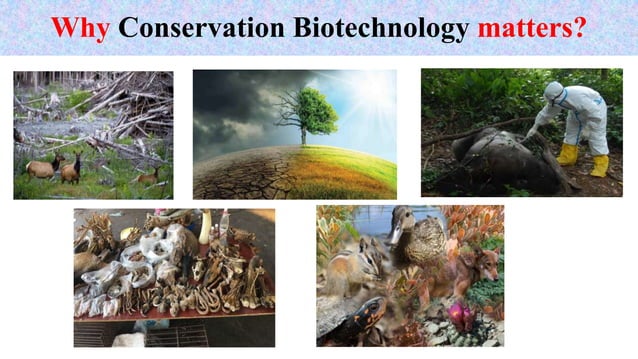 Conservation Biotechnology: DNA and Tissue Bank, DNA Barcoding , DNA fingerprint | PPT