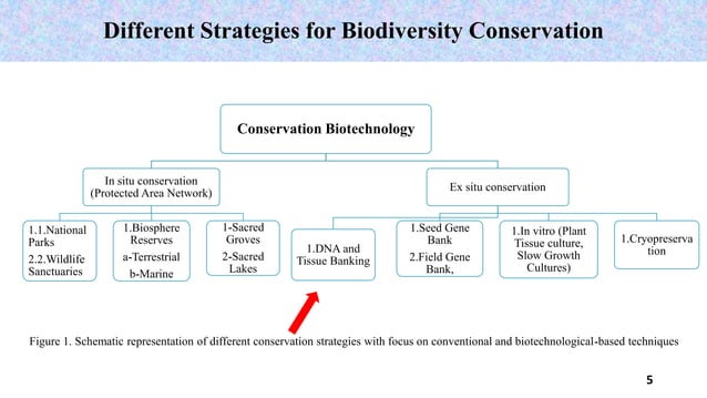 Conservation Biotechnology: DNA and Tissue Bank, DNA Barcoding , DNA fingerprint | PPT