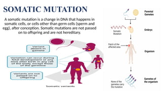 Somatic vs. Germinal and Insertional Mutagenesis | PPTX