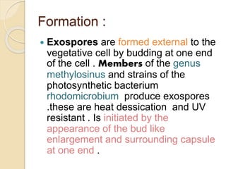 Endospore | PPTX