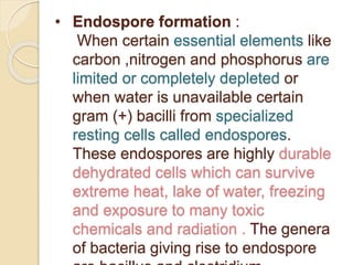 Endospore | PPTX