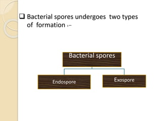 Endospore | PPT