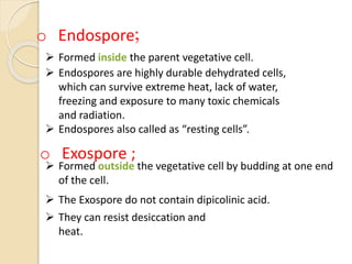 Purpose Of Endospores