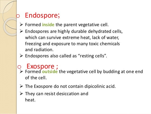 Endospore