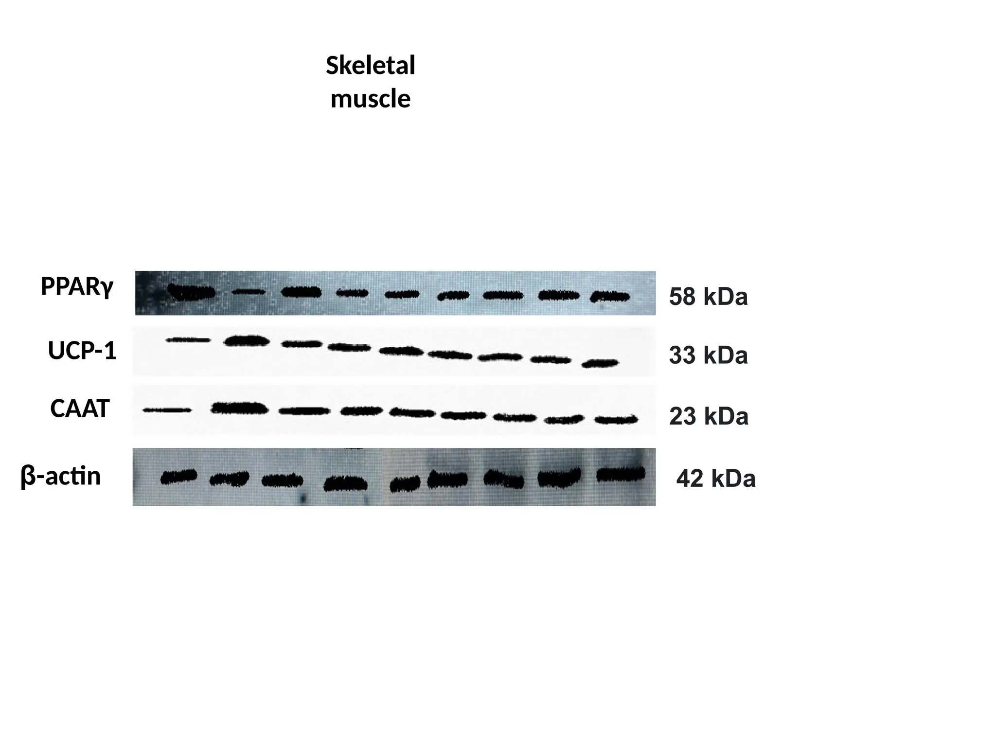FINAL PPT-Western blot.PPTX IMAGES OF WESTERN NBLOT | PPT