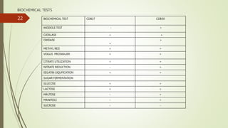 final ppt (1).pptx