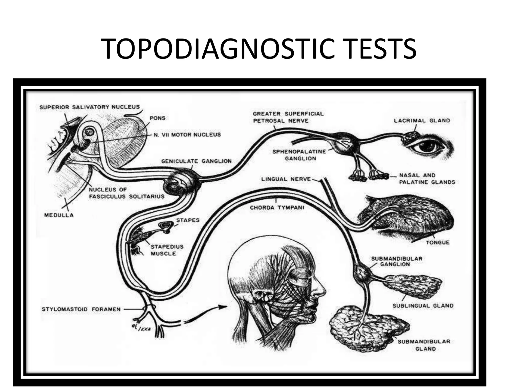 facial nerve- pathophysiology, electrodiagnostic and imaging | PPTX