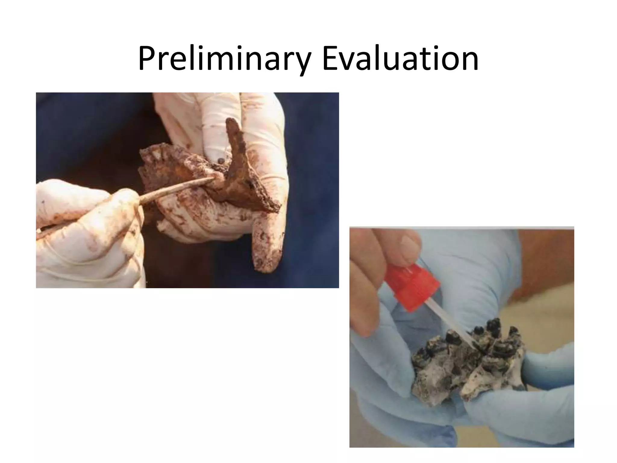 Dental Detectives - Forensic Odontology | PPTX