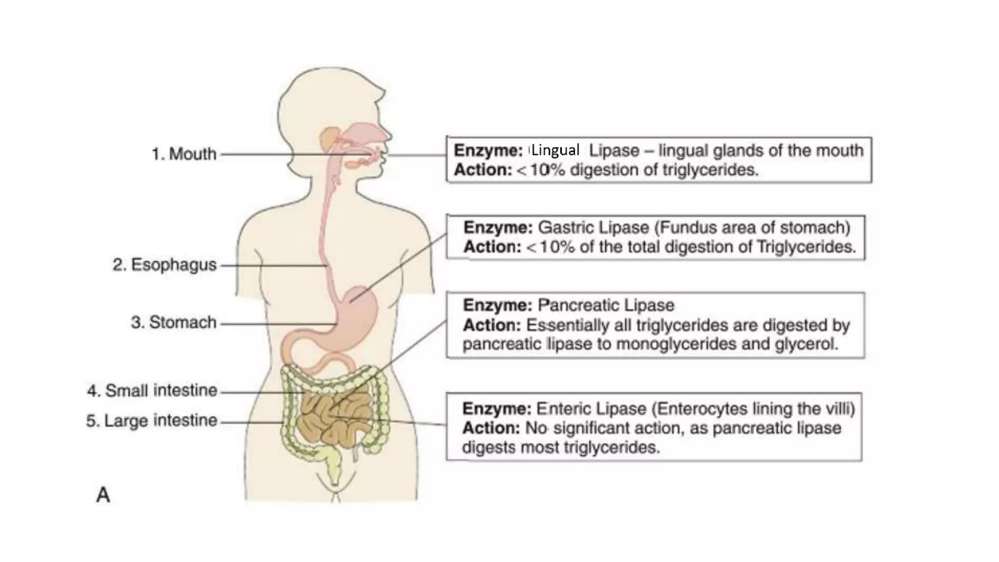 Malabsorption syndromes 2018 updated- Approach | PPTX