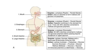 Malabsorption syndromes 2018 updated- Approach | PPTX