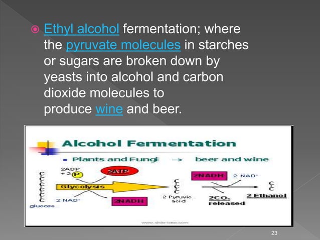 Microbial fermentation By Aneela Saleem | PPT
